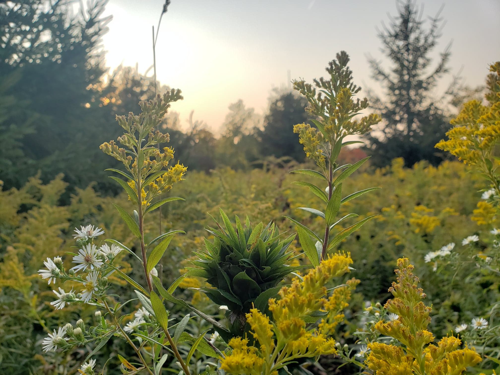 Greystone Nature Preserve: The hidden gem of Fredonia - The Leader