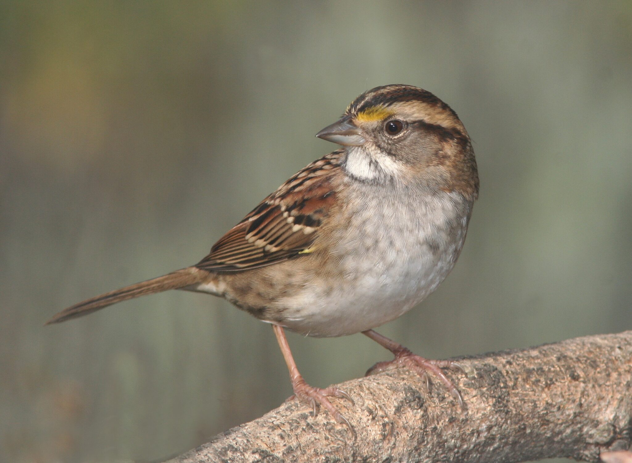 The early bird gets the window - The Leader