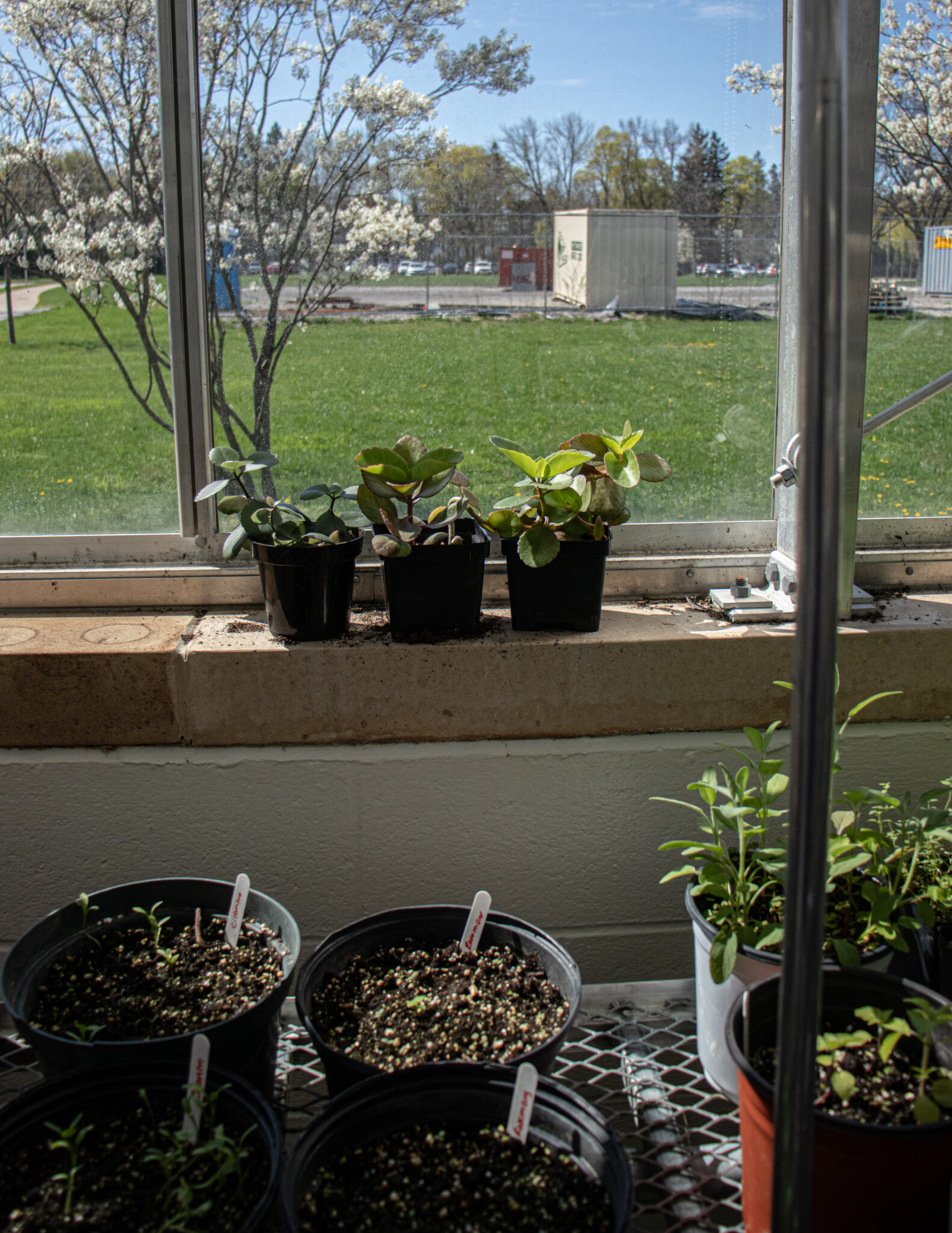 Growing dopamine: Why gardening is good for your mental health - The Leader