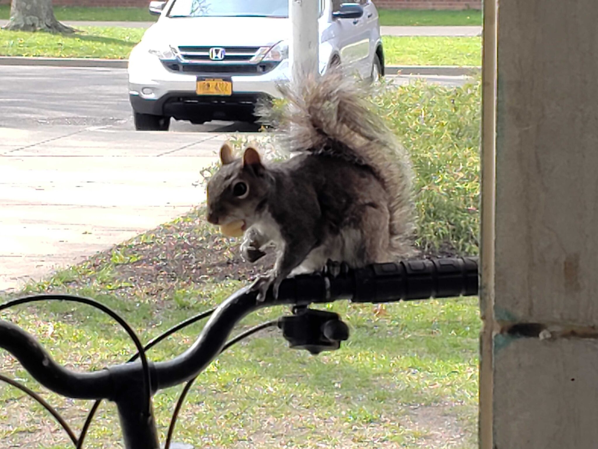 [SATIRE] Fredonia student starting squirrel club - The Leader